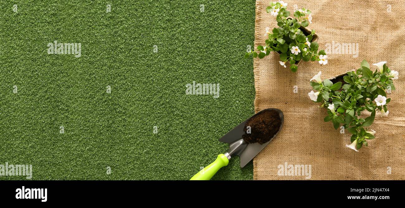 Gardening shovel and blooming plants outdoors, top view. Banner for ...