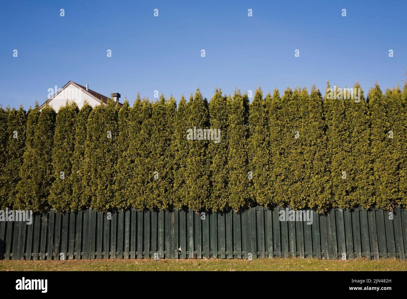 Two story home hidden from view by green wood plank and Thuja ...