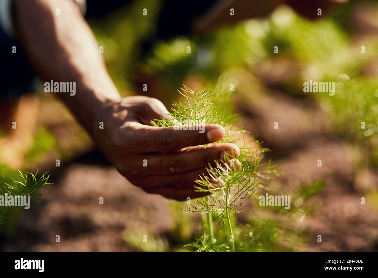 Hand closeup of a man holding a sprout in spring focusing on growth ...