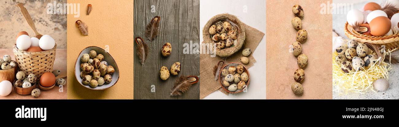 Collage with fresh quail and chicken eggs Stock Photo - Alamy