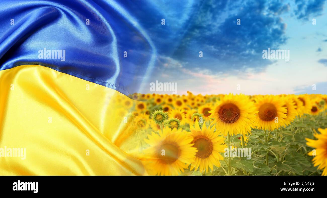 Collage with beautiful sunflower field and flag of Ukraine Stock Photo ...