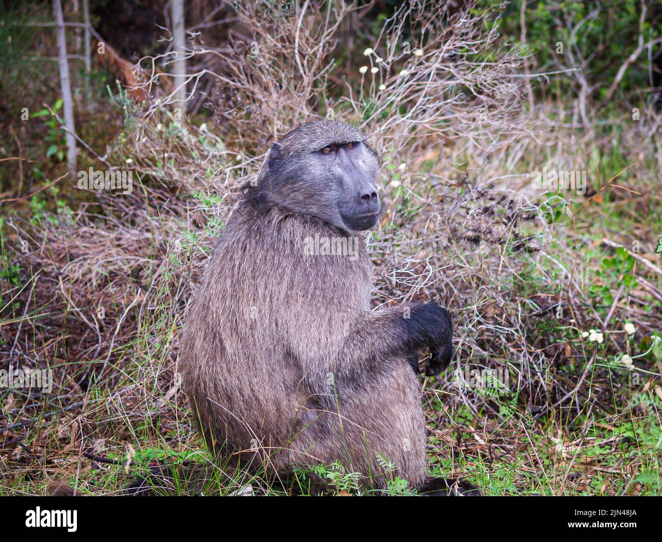Portrait one baboon sitting in open in wild Stock Photo - Alamy