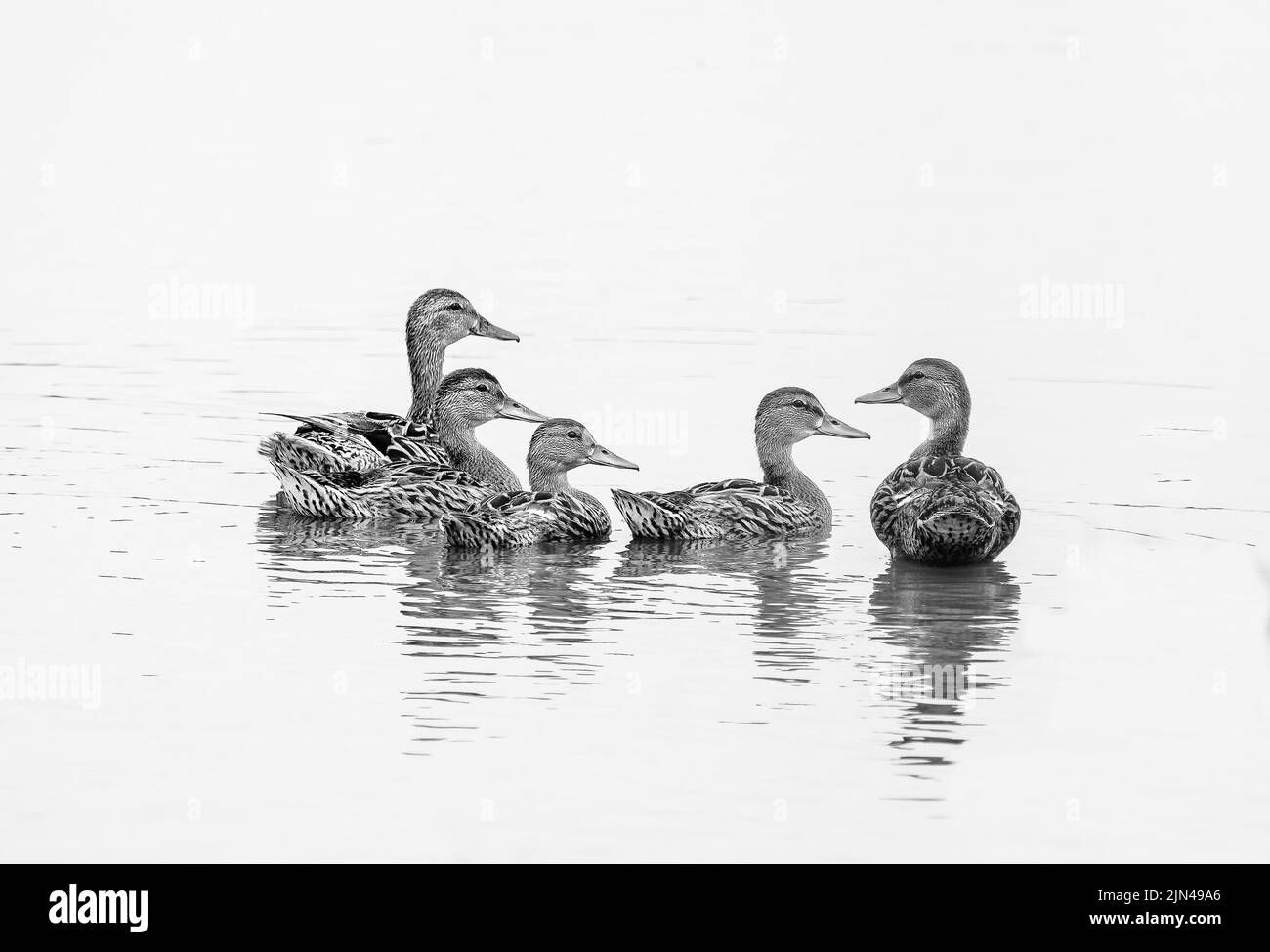 Five female Mallard ducks on still water Stock Photo - Alamy