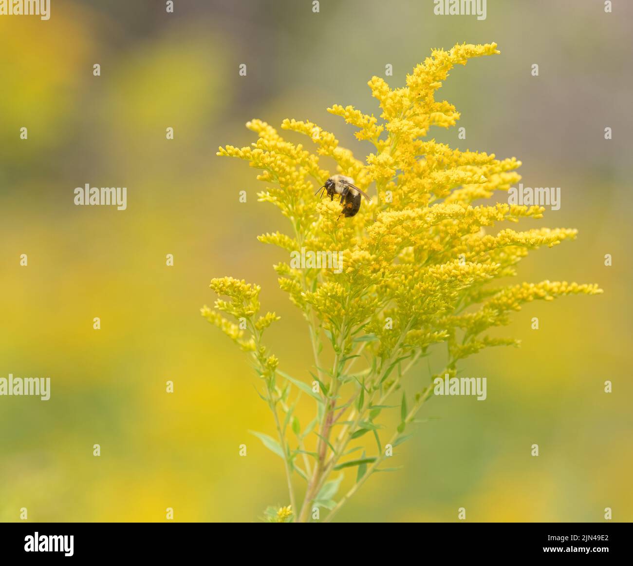 A Bumblebee foraging for pollen in a Goldenrod plant in August Stock ...