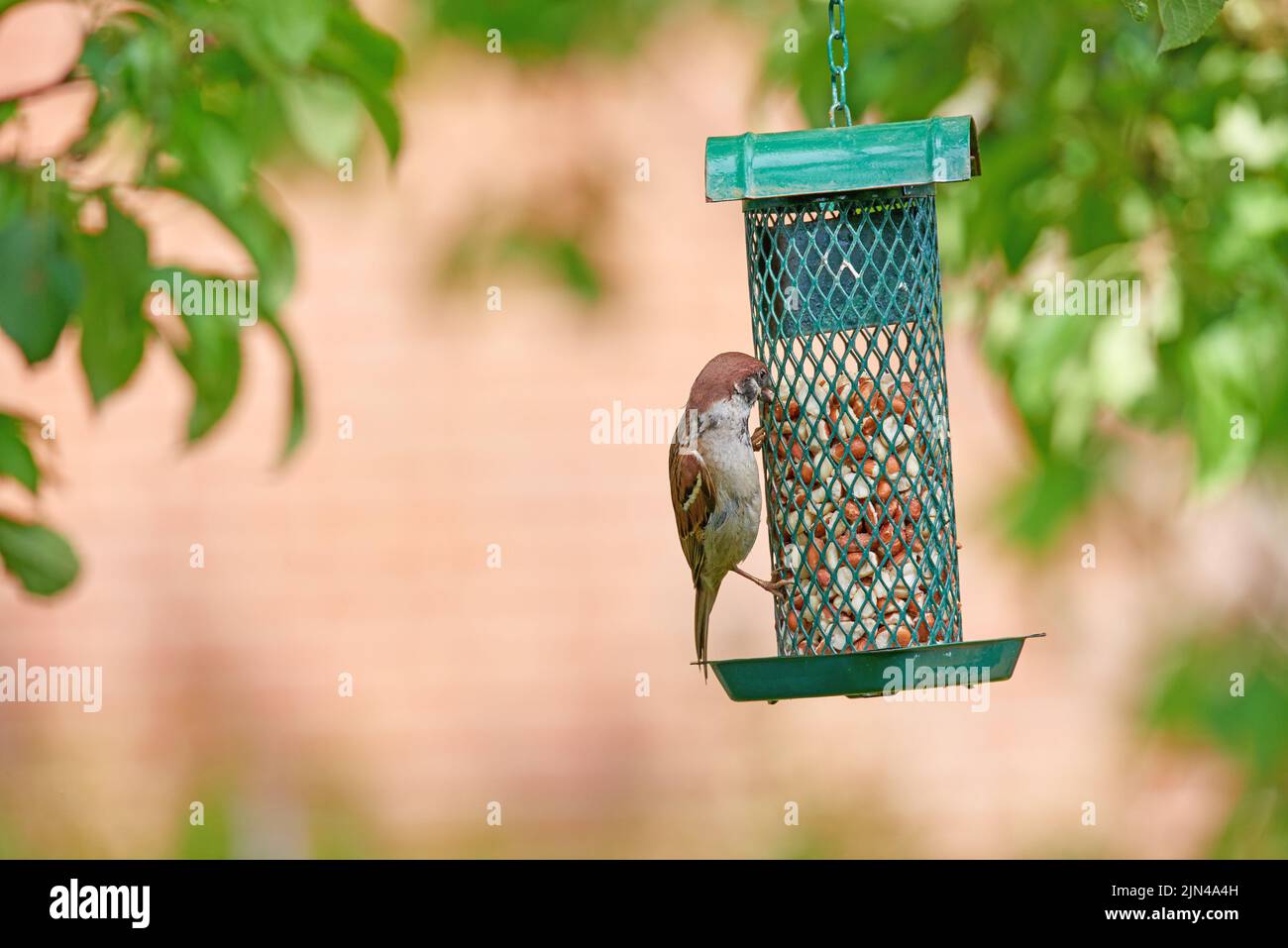 Sparrow. Sparrows are a family of small passerine birds, Passeridae ...