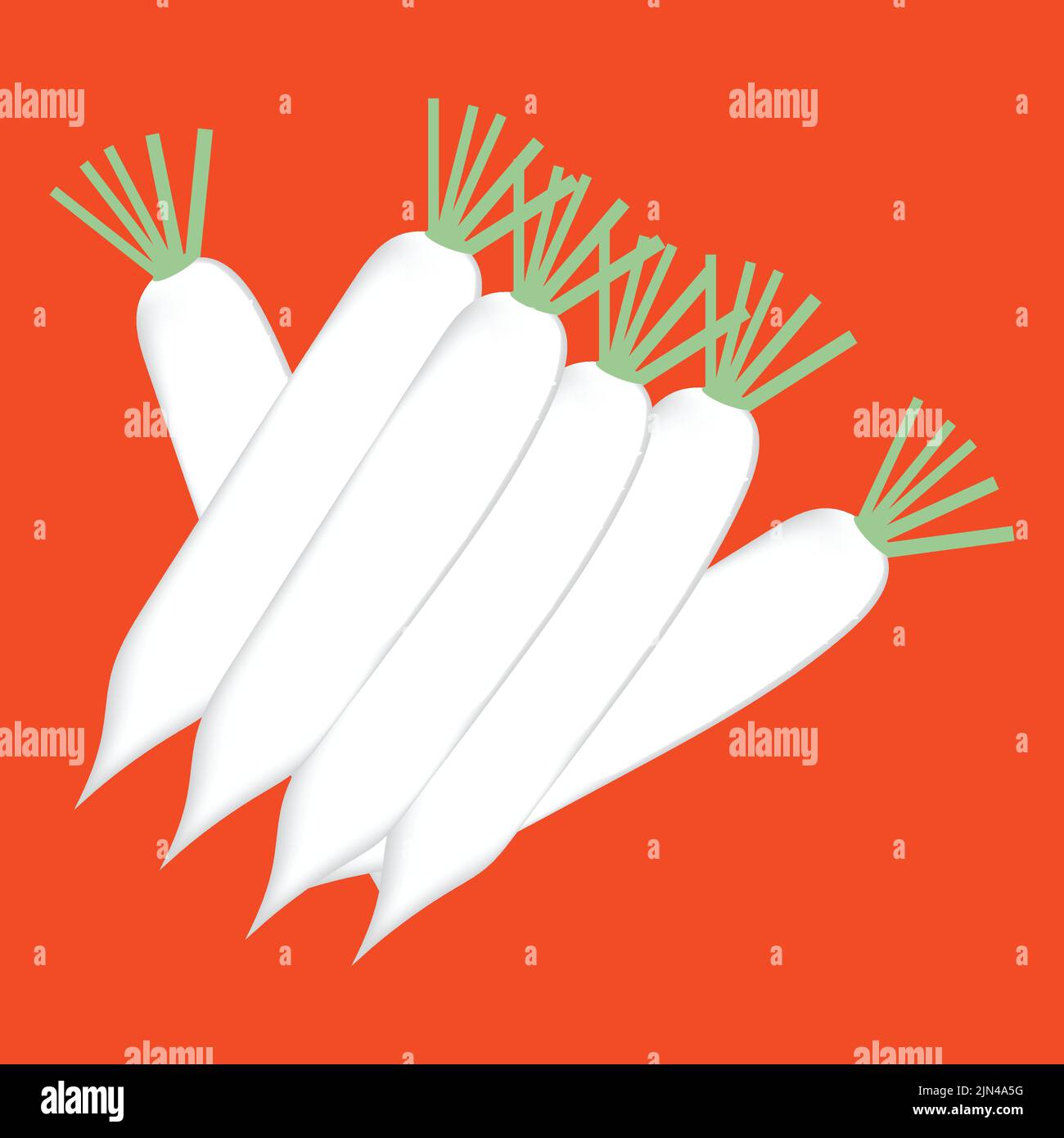 Daikon radish with green stem isolated vegetable root. Vector ...