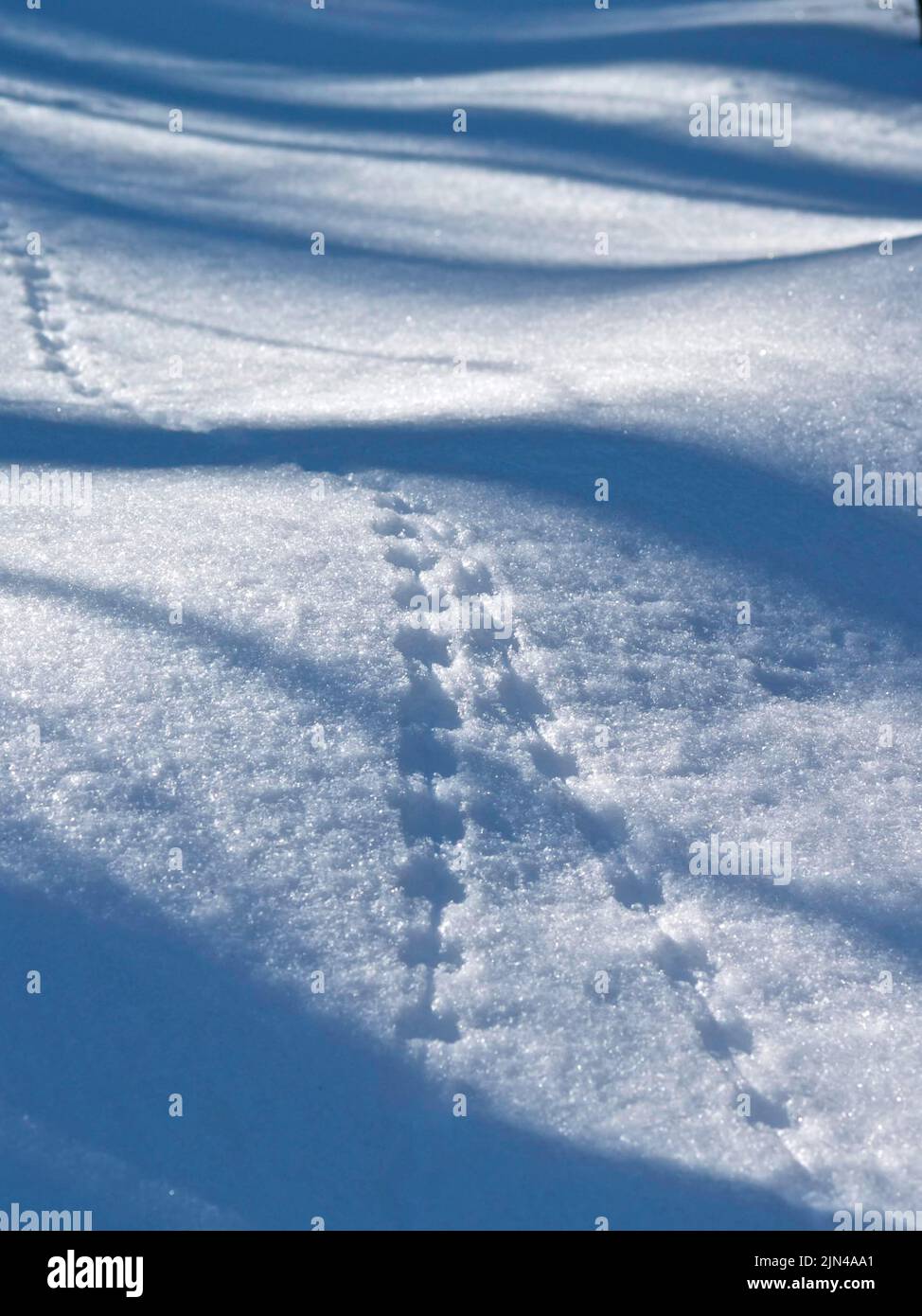 Mouse footprints hi-res stock photography and images - Alamy