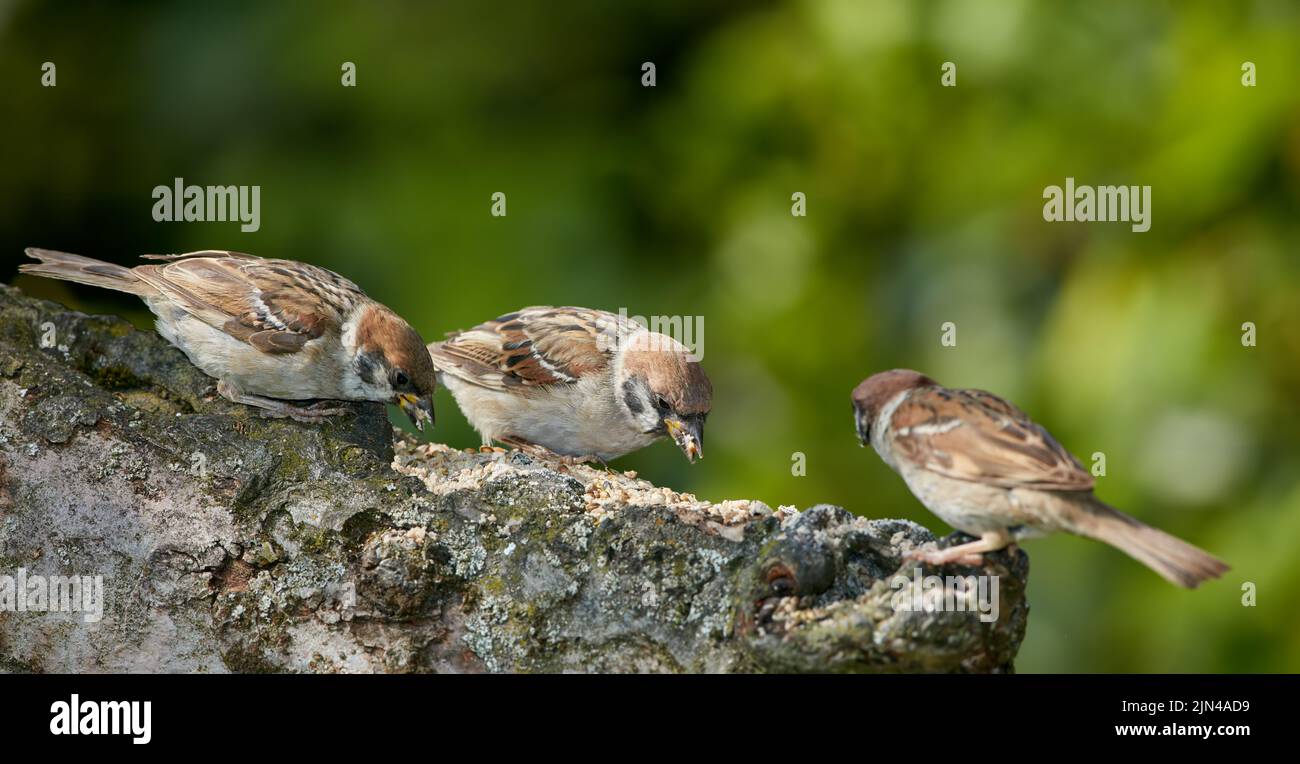Sparrow. Sparrows are a family of small passerine birds, Passeridae ...