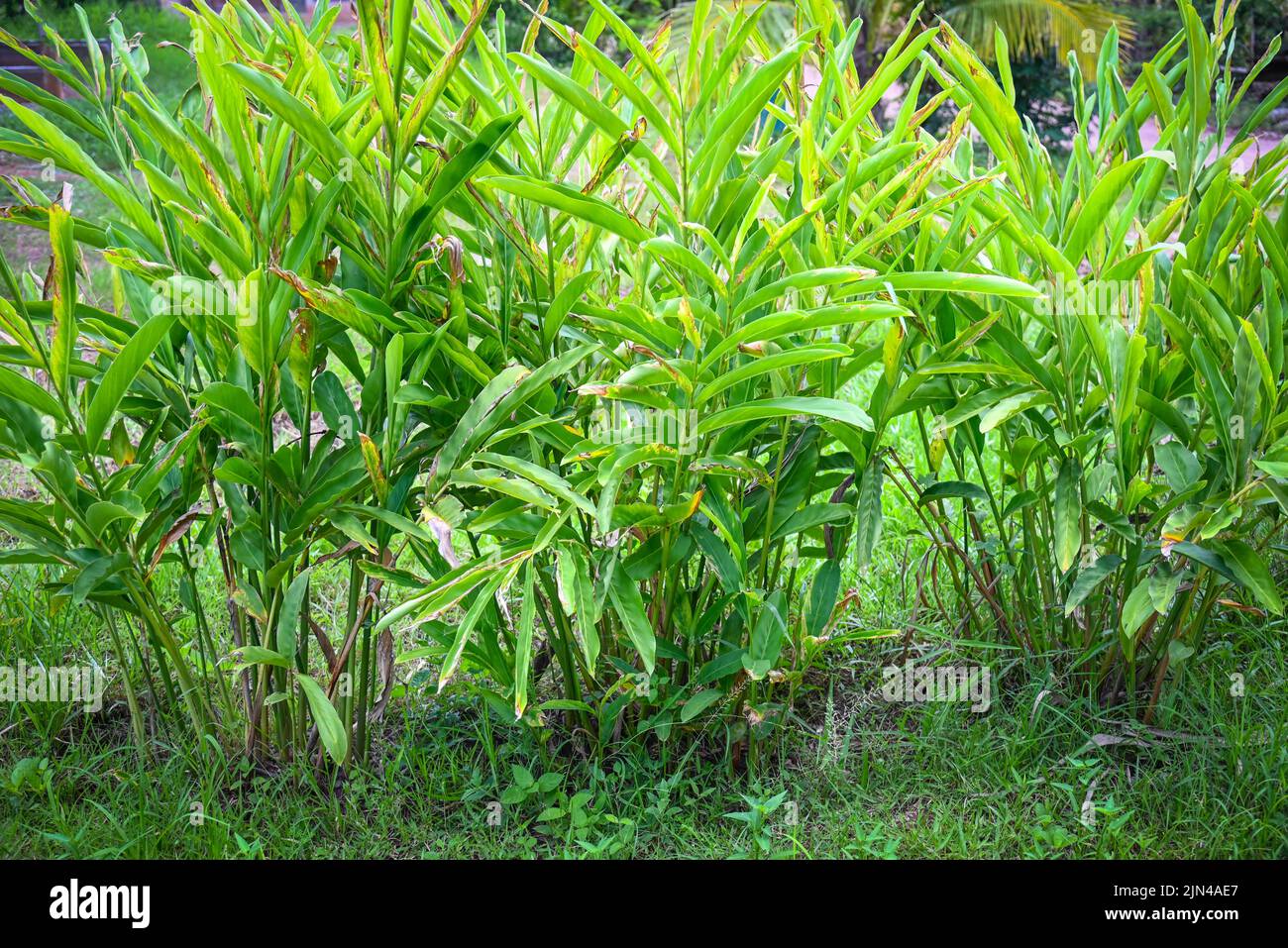 Galangal plant on nature galangal leaves, galangal tree plantation with ...