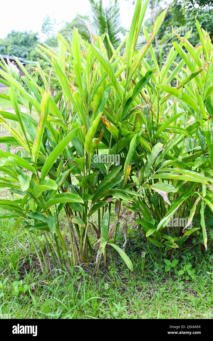 Galangal plant on nature galangal leaves, galangal tree plantation with ...