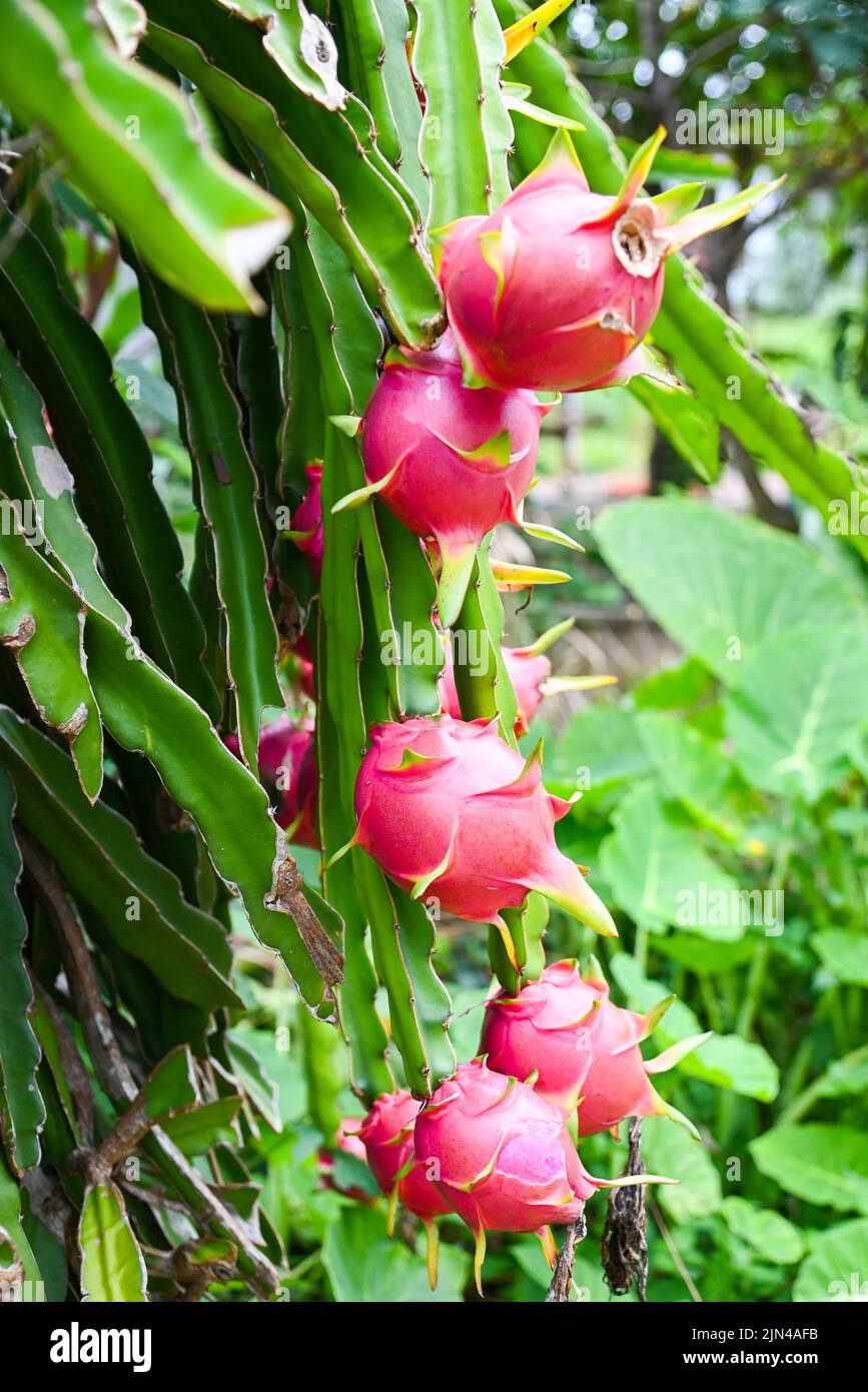 dragon fruit on the dragon fruit tree waiting for the harvest in the ...