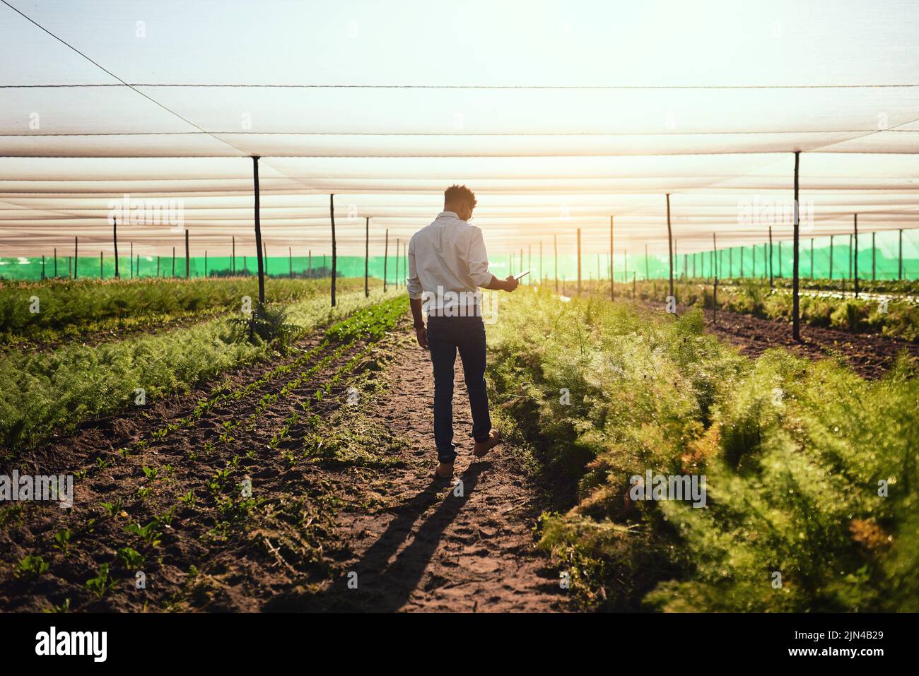 Farmer with tablet checking farm growth, managing plant export orders ...