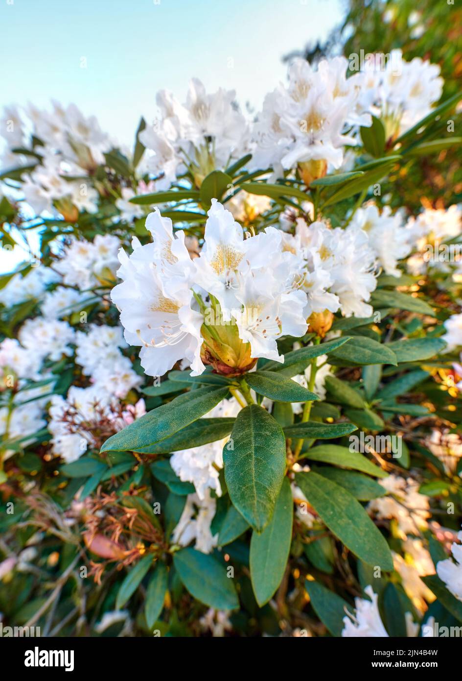 White Rhododendron Flowers. A series of white Rhododendron in my garden ...