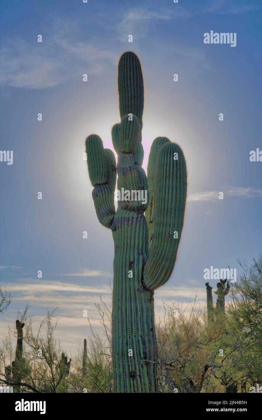 Saguaro cactus against the sun and dim sky background- Tucson, Arizona ...