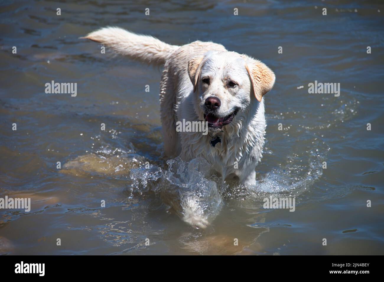 Golden retriever playing in water Stock Photo - Alamy
