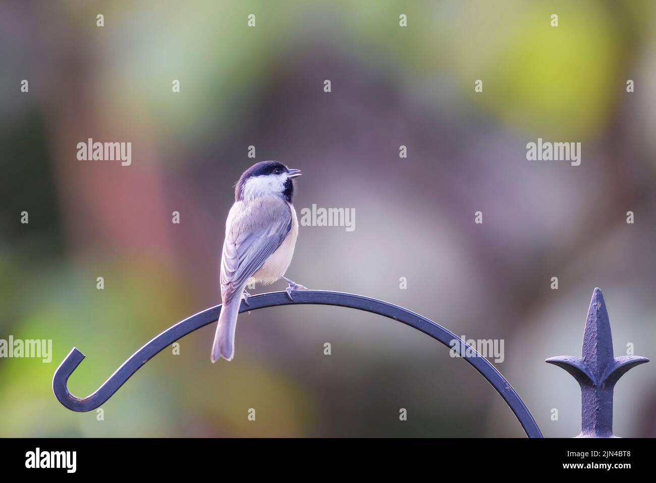 Carolina chickadee (Poecile carolinensis) sitting on a feeder. Mid ...