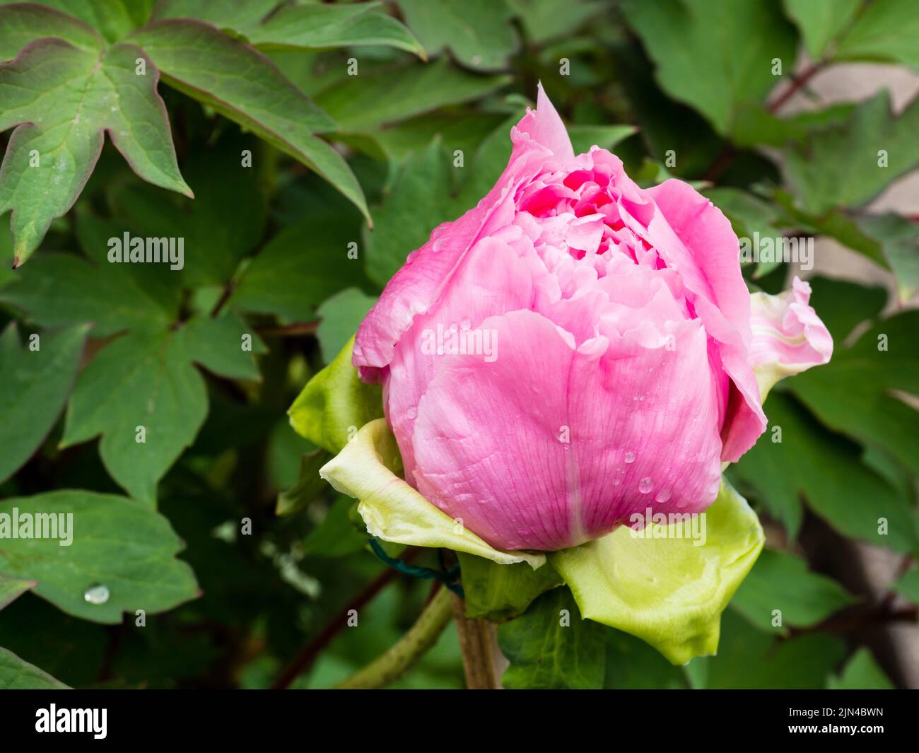 Pink peony flower bud about to open Stock Photo - Alamy
