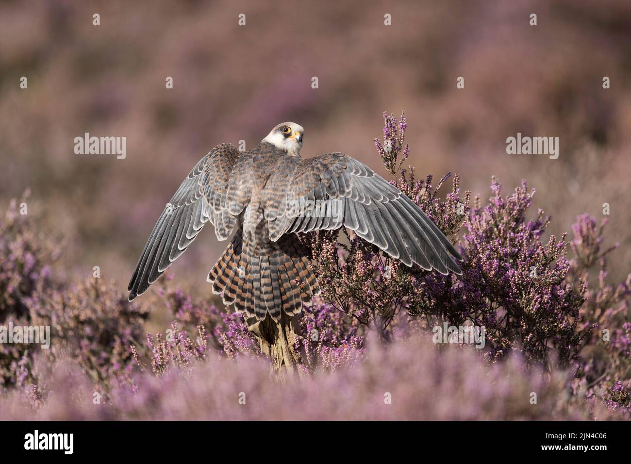 Red-footed falcon Falco vespertinus, juvenile perched in heathland ...
