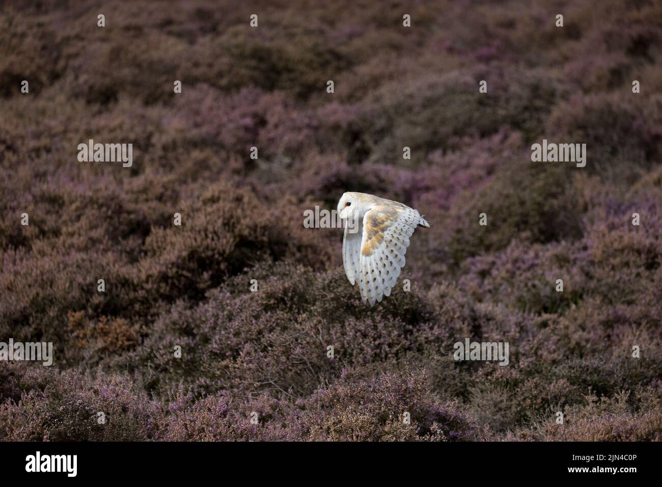 Barn owl Tyto alba, adult flying over heathland, Suffolk, England ...
