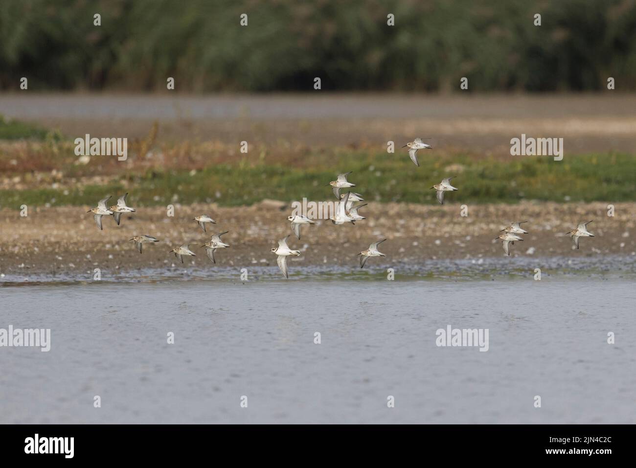 Little stint Calidris pusilla, juvenile, Ringed plover Charadrius ...