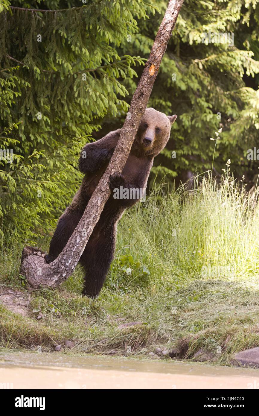 European Brown Bear (Ursus arctos arctos) adult standing on hind legs ...