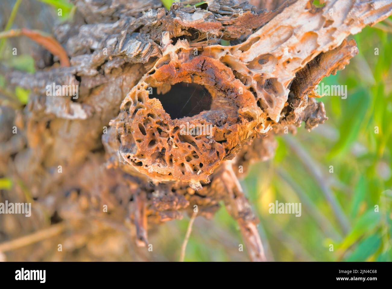 Close-up of a pest infected tree branch in Sweetwater Wetlands in ...
