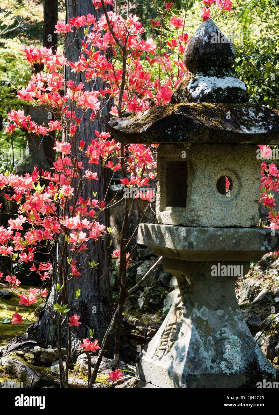 Stone lantern and blooming azalea in traditional Japanese garden Stock ...