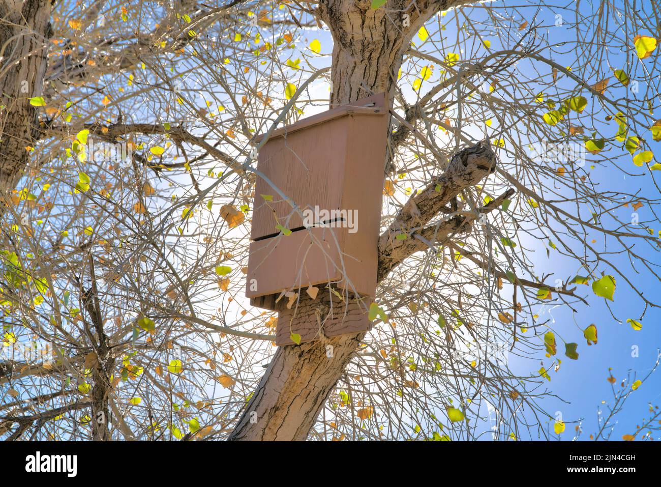 Bat box on a dried tree at Sweetwater Wetlands- Tucson, Arizona. Wooden ...