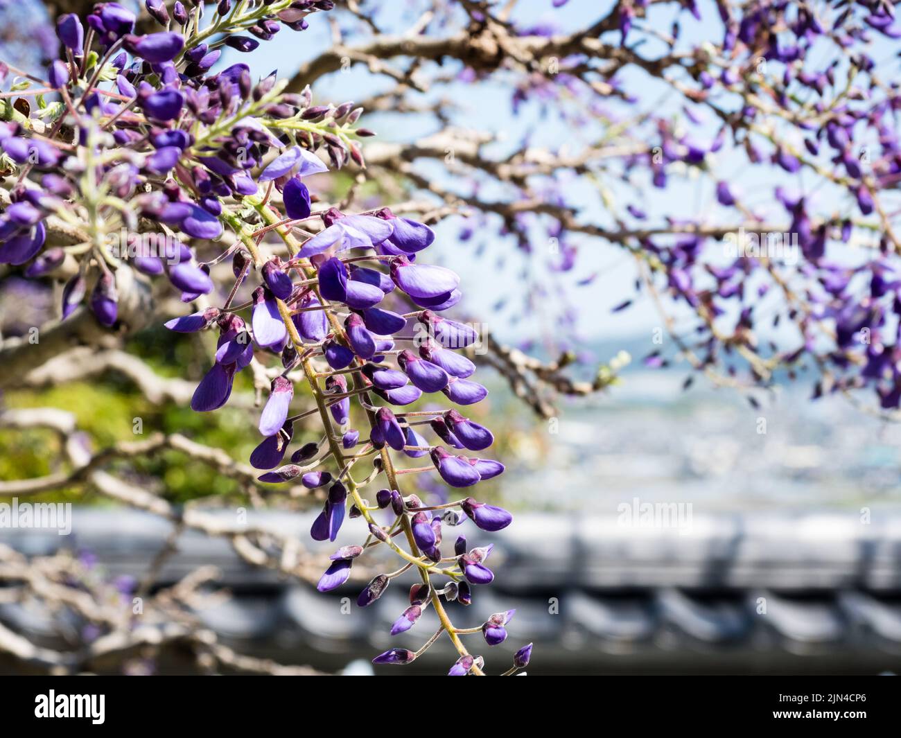 Purple wisteria flowers blooming in a Japanese garden near Kiyotakiji ...