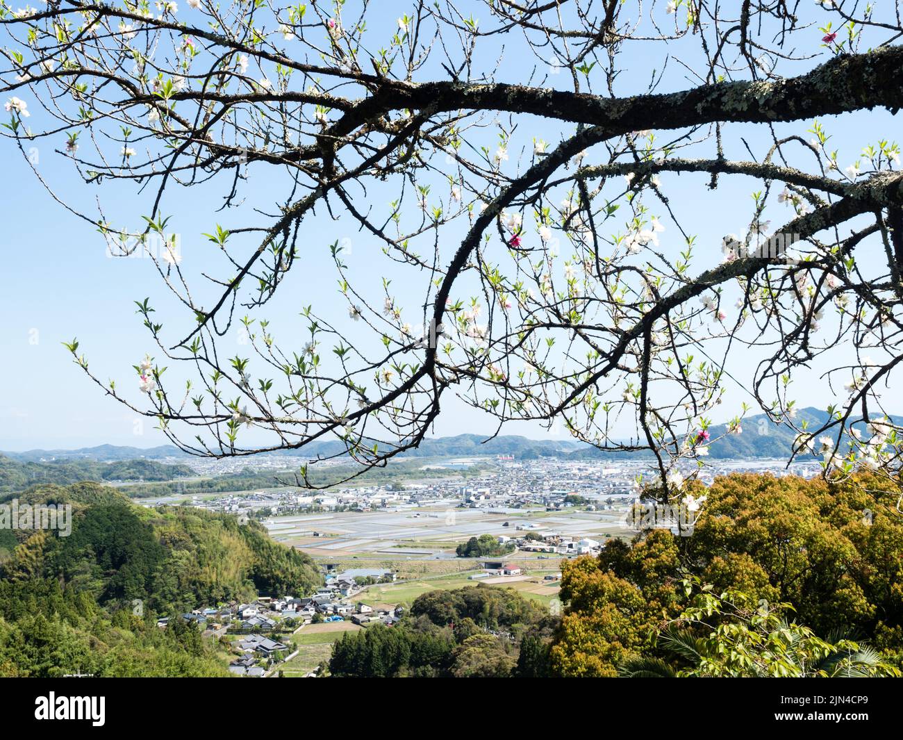 View of rural areas around Kochi city with cherry trees blooming from ...