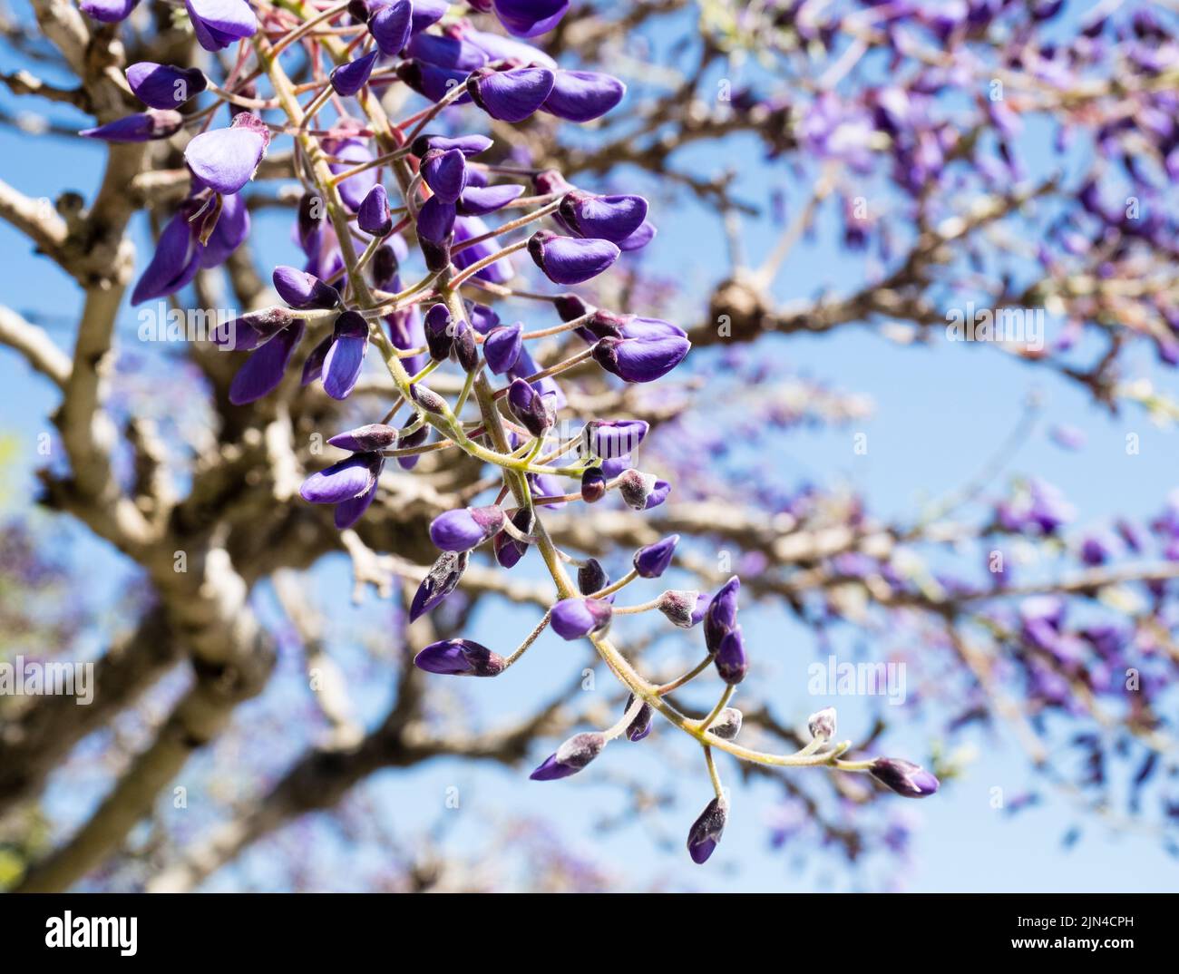Large wisteria tree with purple flowers blooming near Kiyotakiji ...