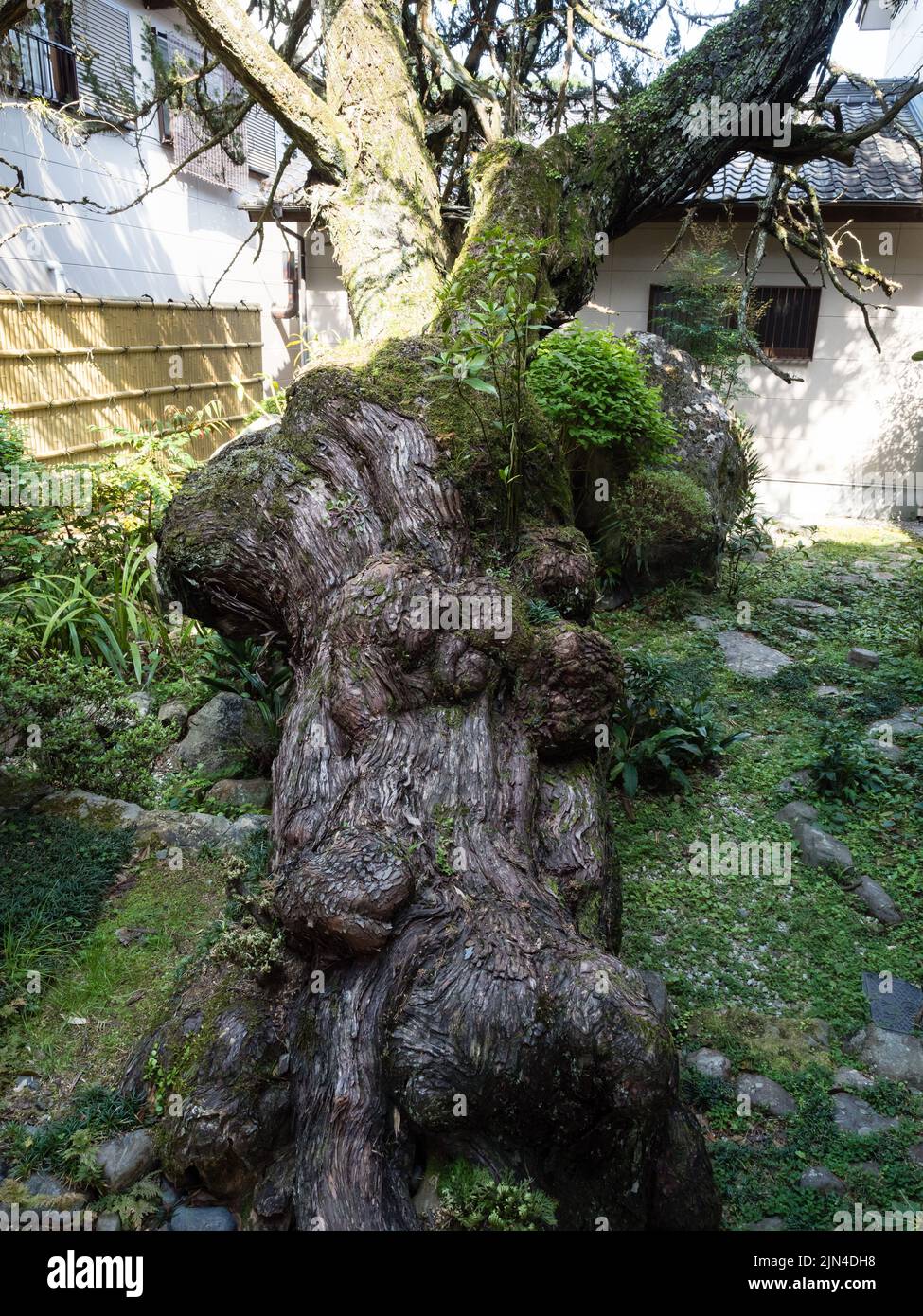 Old growth tree in a Japanese garden Enkoji, temple number 39 of ...