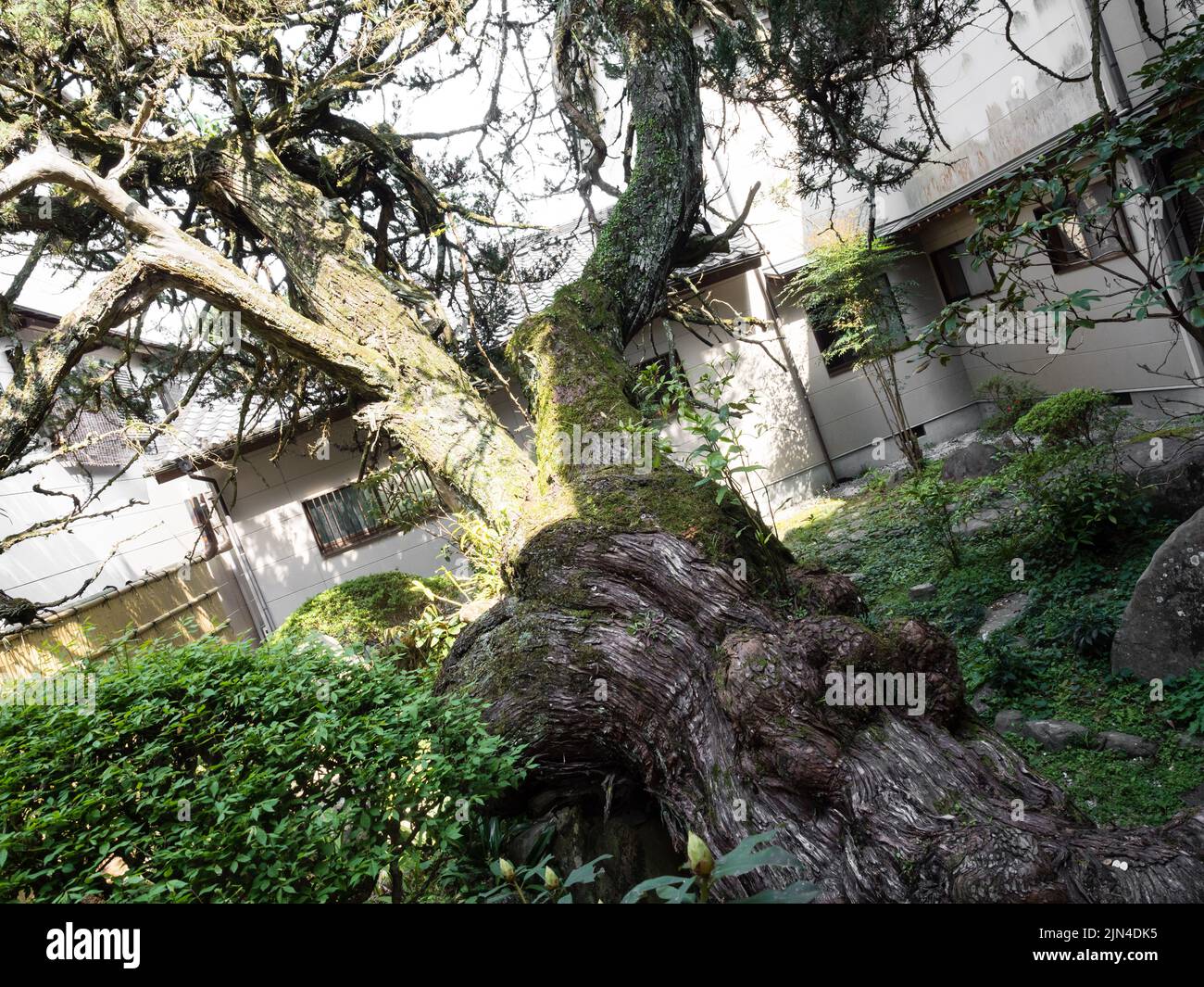 Old growth tree in a Japanese garden Enkoji, temple number 39 of ...