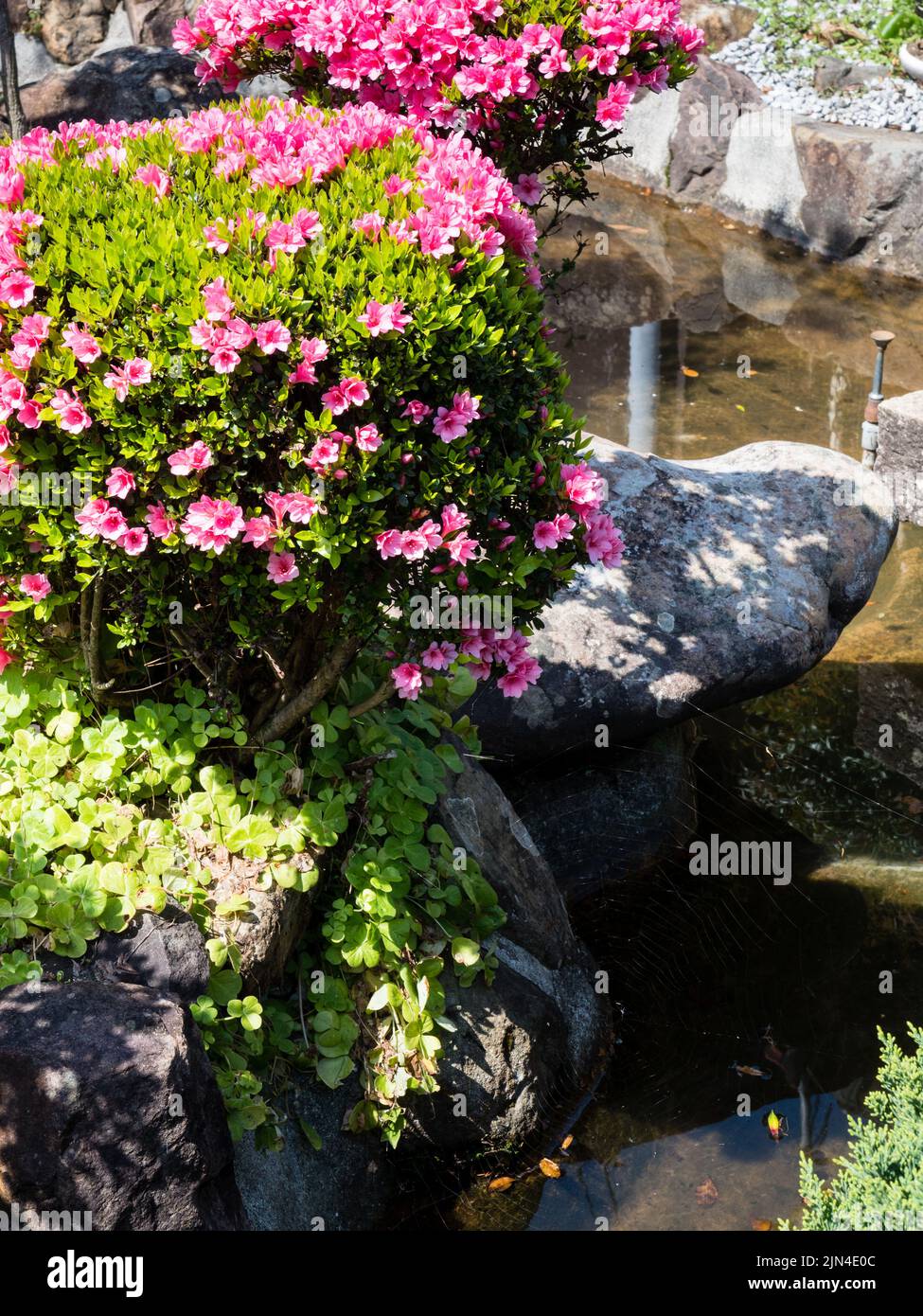 Pink azaleas blooming in traditional Japanese garden Stock Photo - Alamy
