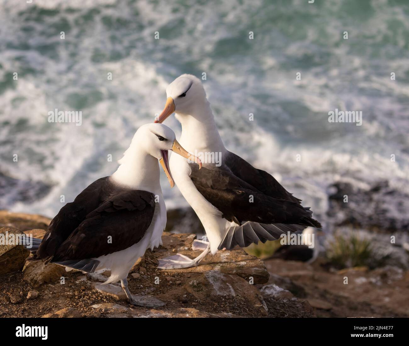Rookeries hi-res stock photography and images - Alamy