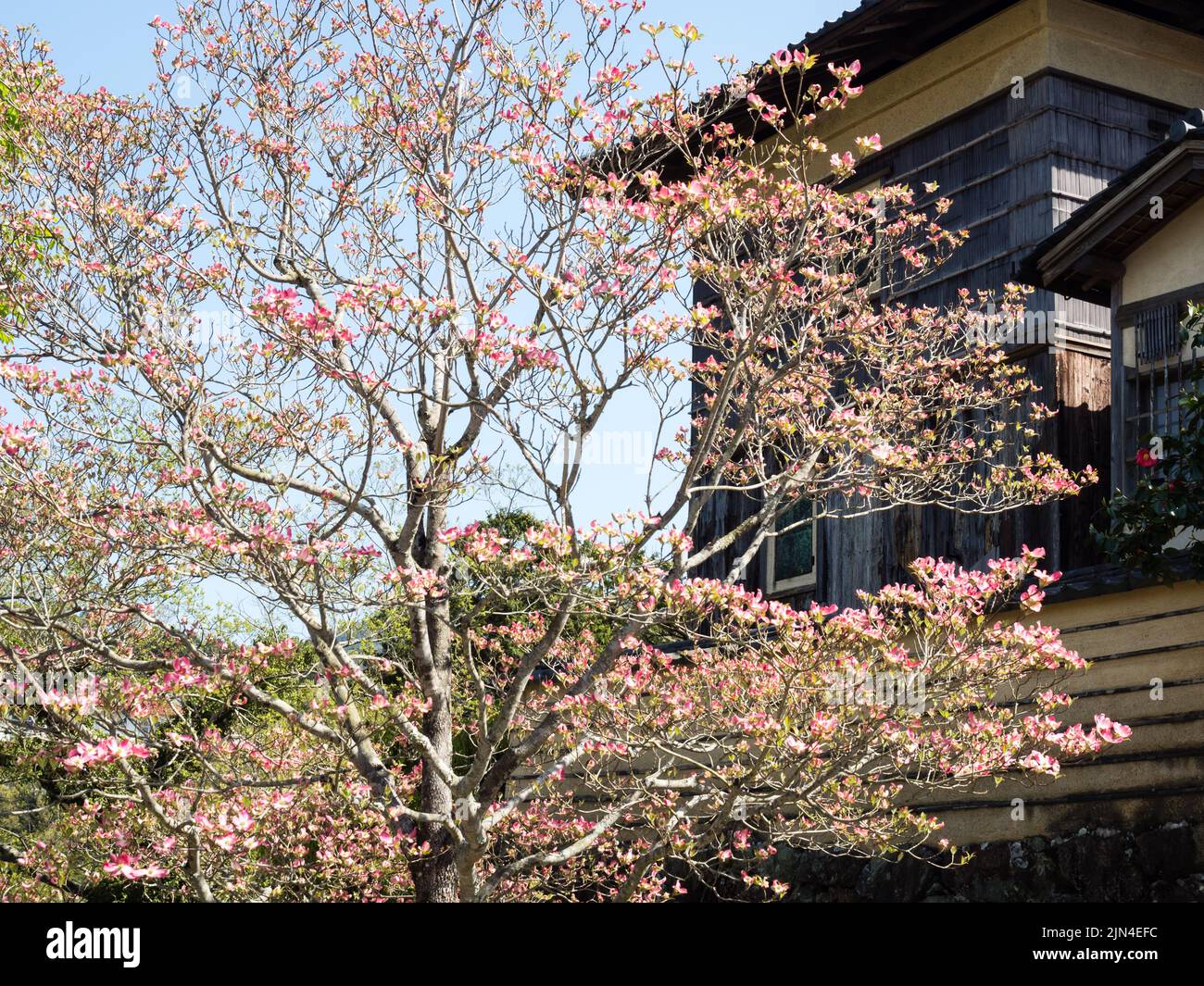 Magnolia tree blooming in front of Garyu Sanso in Ozu Old Town - Ehime ...