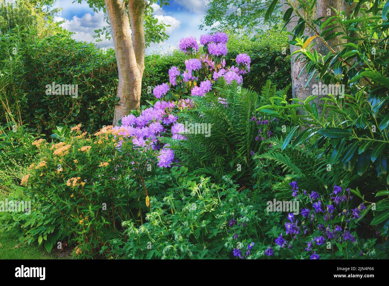 Purple Rhododendron Flowers. A series of Purple Rhododendron in my ...