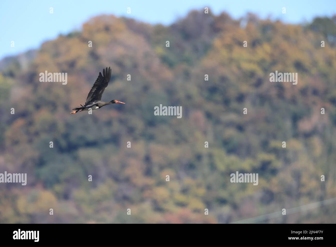 Black stork (Ciconia nigra) in Japan Stock Photo - Alamy