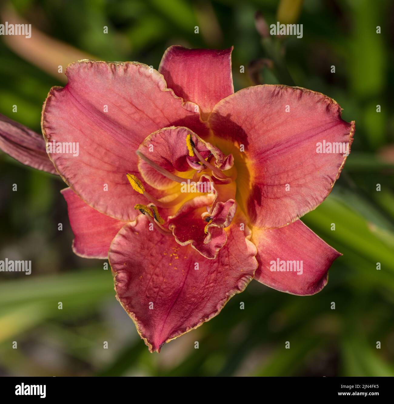 'Forsyth Double Date' Daylily, Daglilja (Hemerocallis Stock Photo - Alamy