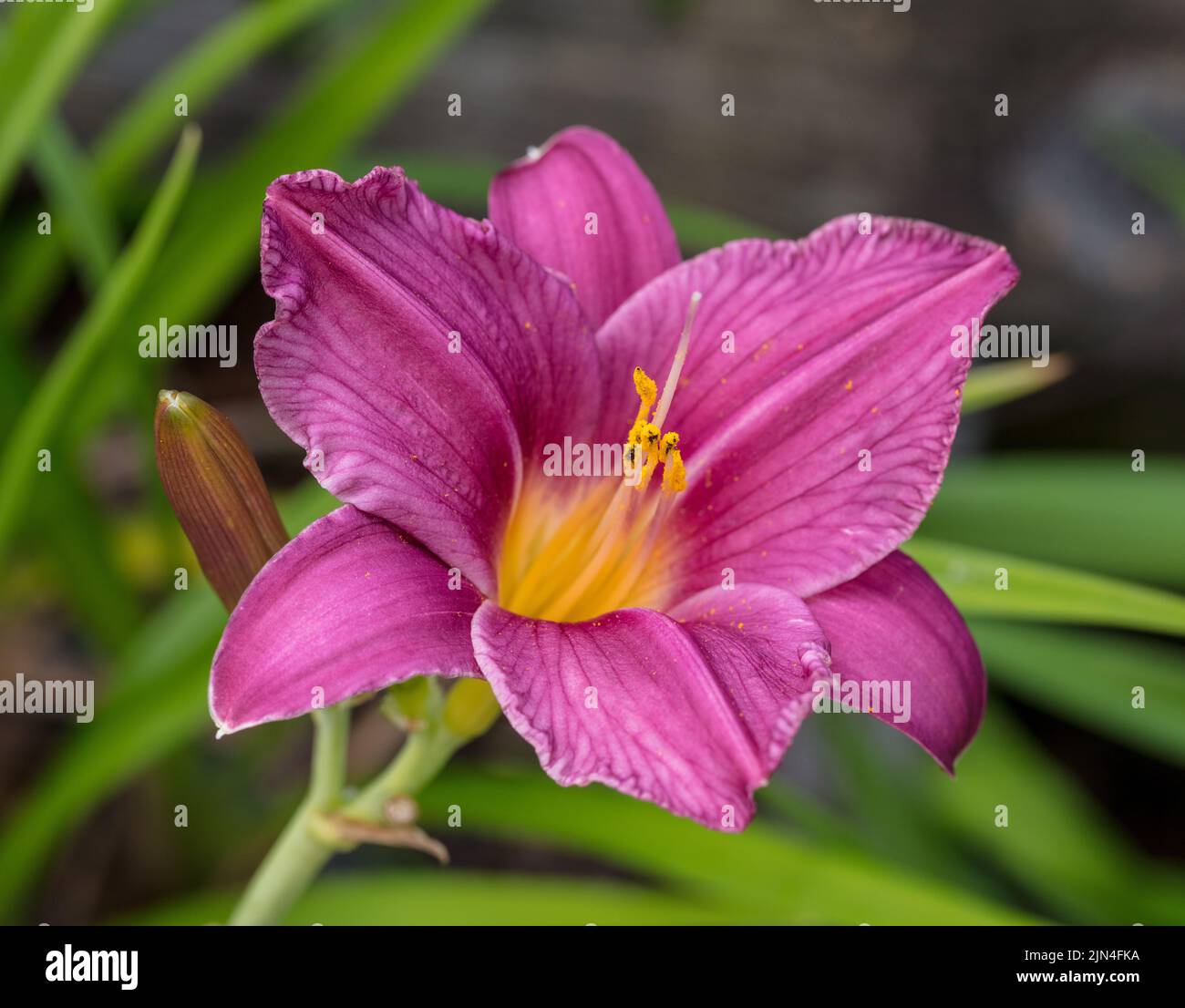 'Summer Wine' Daylily, daglilja (Hemerocallis Stock Photo - Alamy