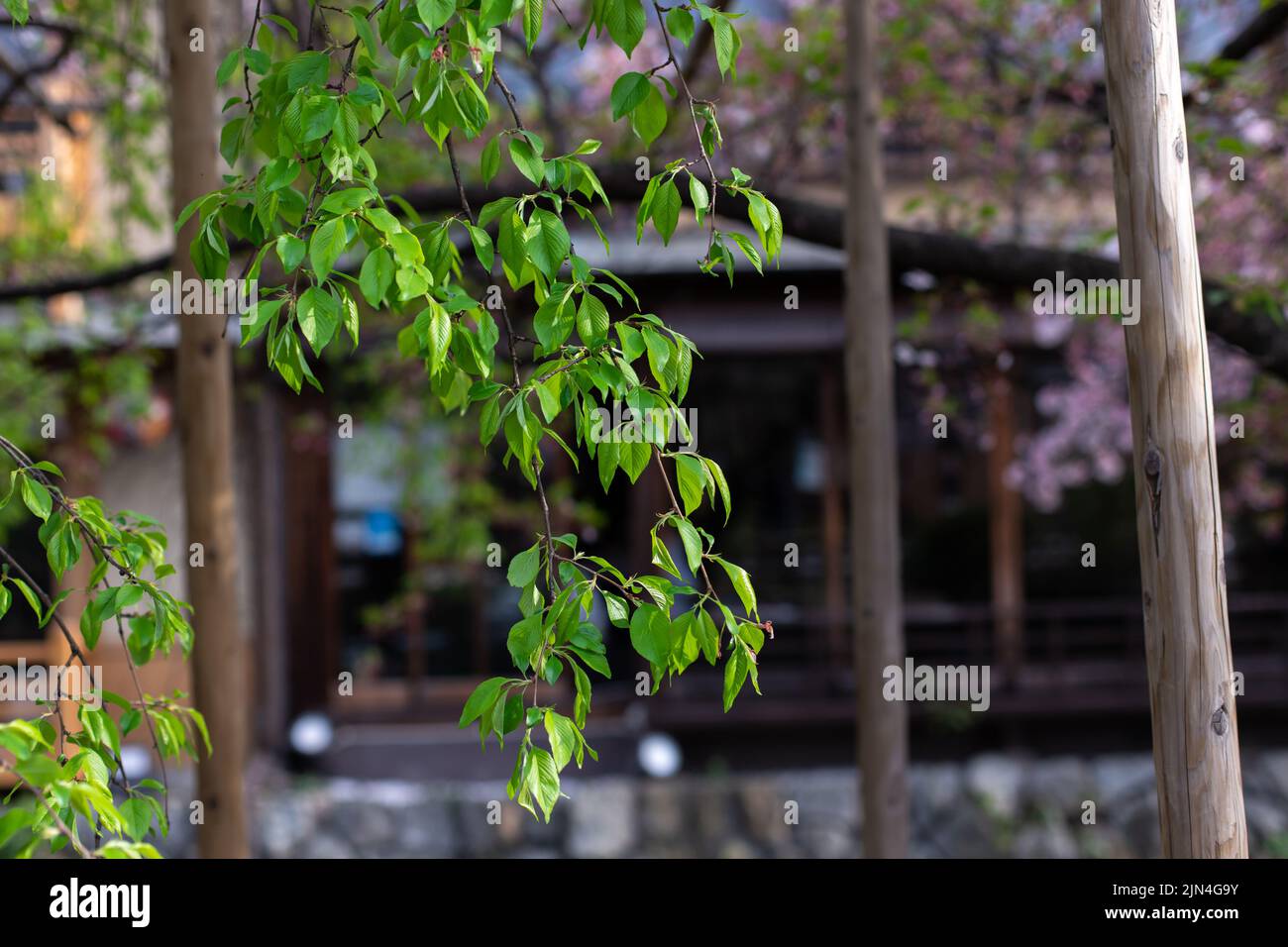 The shoot of tree leaves in spring season in Kyoto, Japan. There are ...