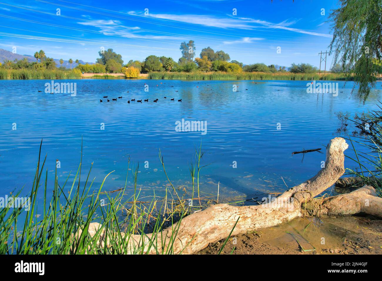 Blue water with wild birds at Sweetwater Wetlands- Tucson, Arizona ...