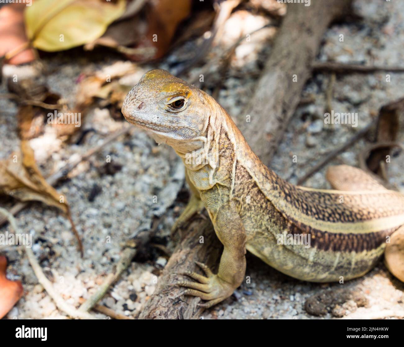 Butterfly lizard on a beach in Vietnam Stock Photo - Alamy