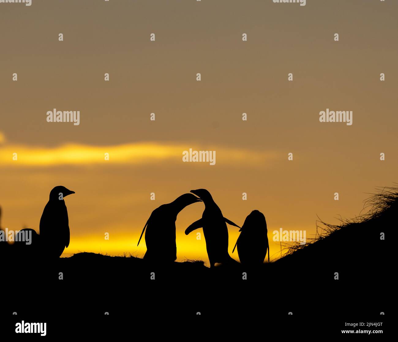 Gentoo penguin (Pygoscelis papua) a penguin species in the genus ...