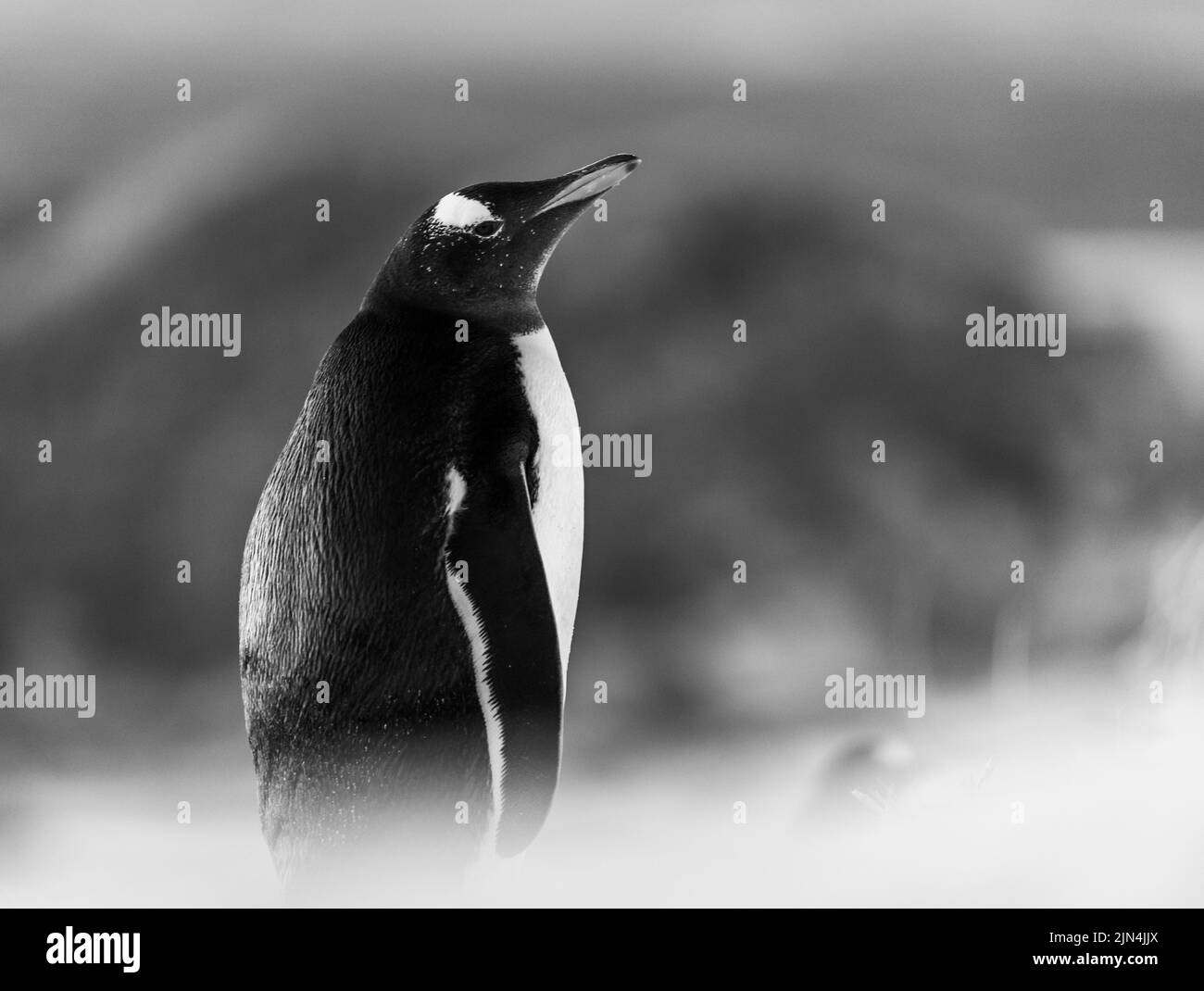 Complex breeding Black and White Stock Photos & Images - Alamy