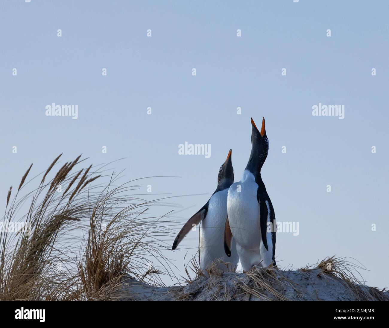Gentoo penguin (Pygoscelis papua) a penguin species in the genus ...