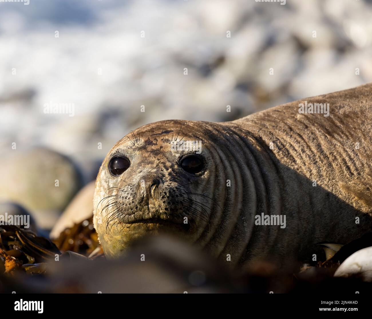 The southern elephant seal (Mirounga leonina) is the largest of the ...