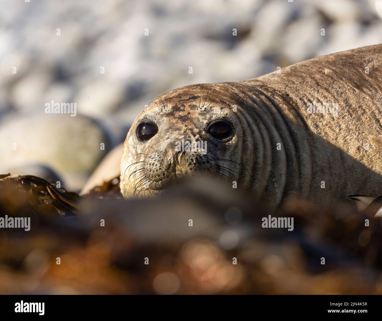 The southern elephant seal (Mirounga leonina) is the largest of the ...