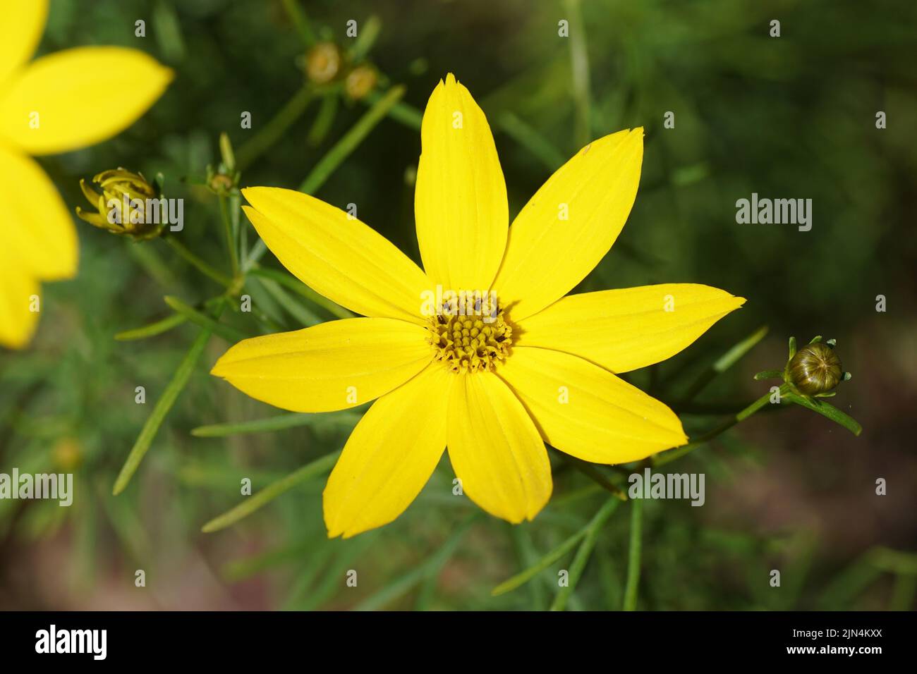 Close up flowering Thread-leaf coreopsis, Tickseed (Coreopsis ...