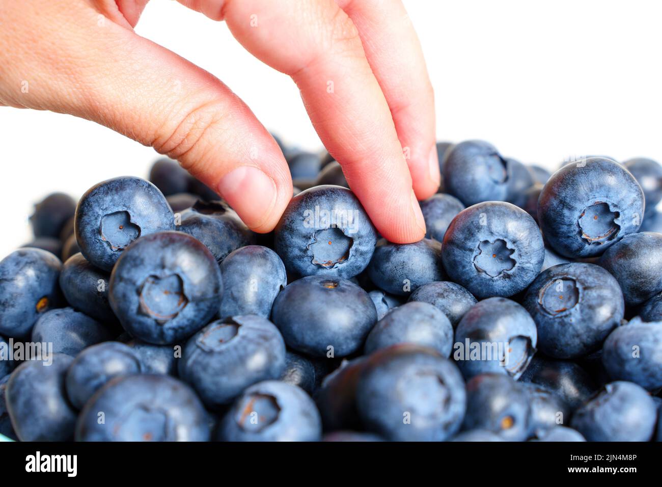 Close-up crop view of a human hand taking one fresh blueberry from a ...
